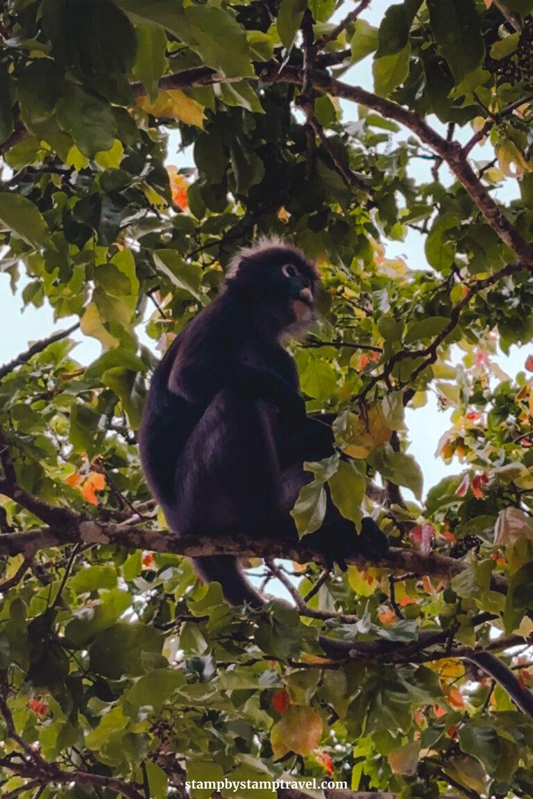 Qué hacer en Langkawi: la mejor isla de Malasia