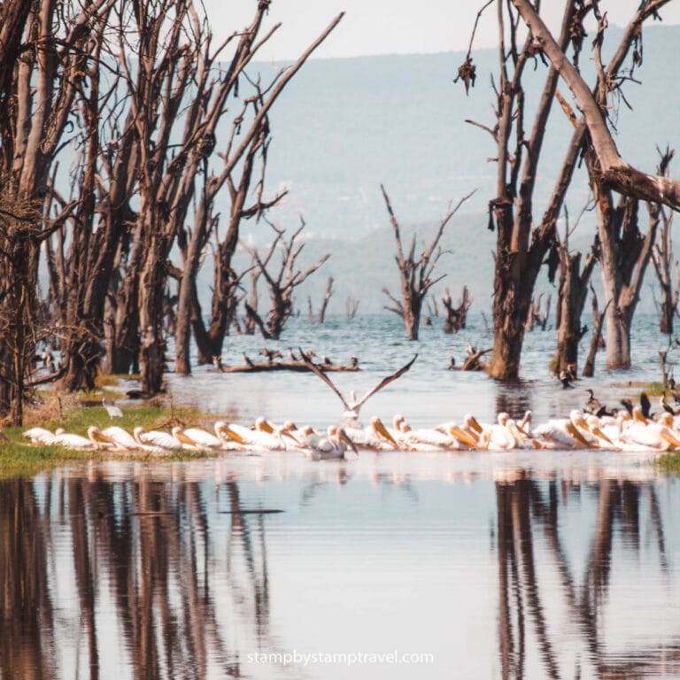 Parque Nacional del Lago Nakuru en Kenia