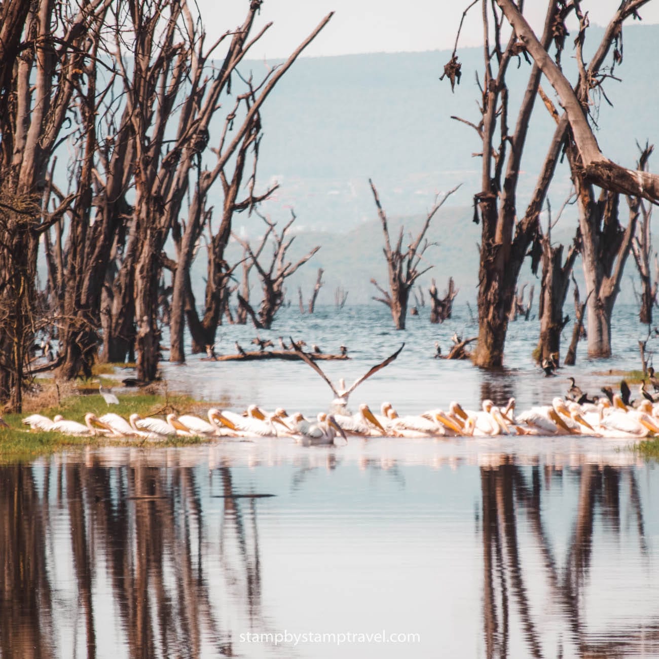 Parque Nacional del Lago Nakuru en Kenia