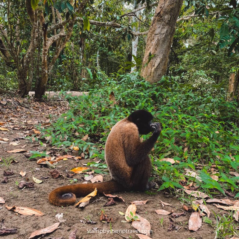 Amazonas en Perú: visita la Selva Peruana en Iquitos