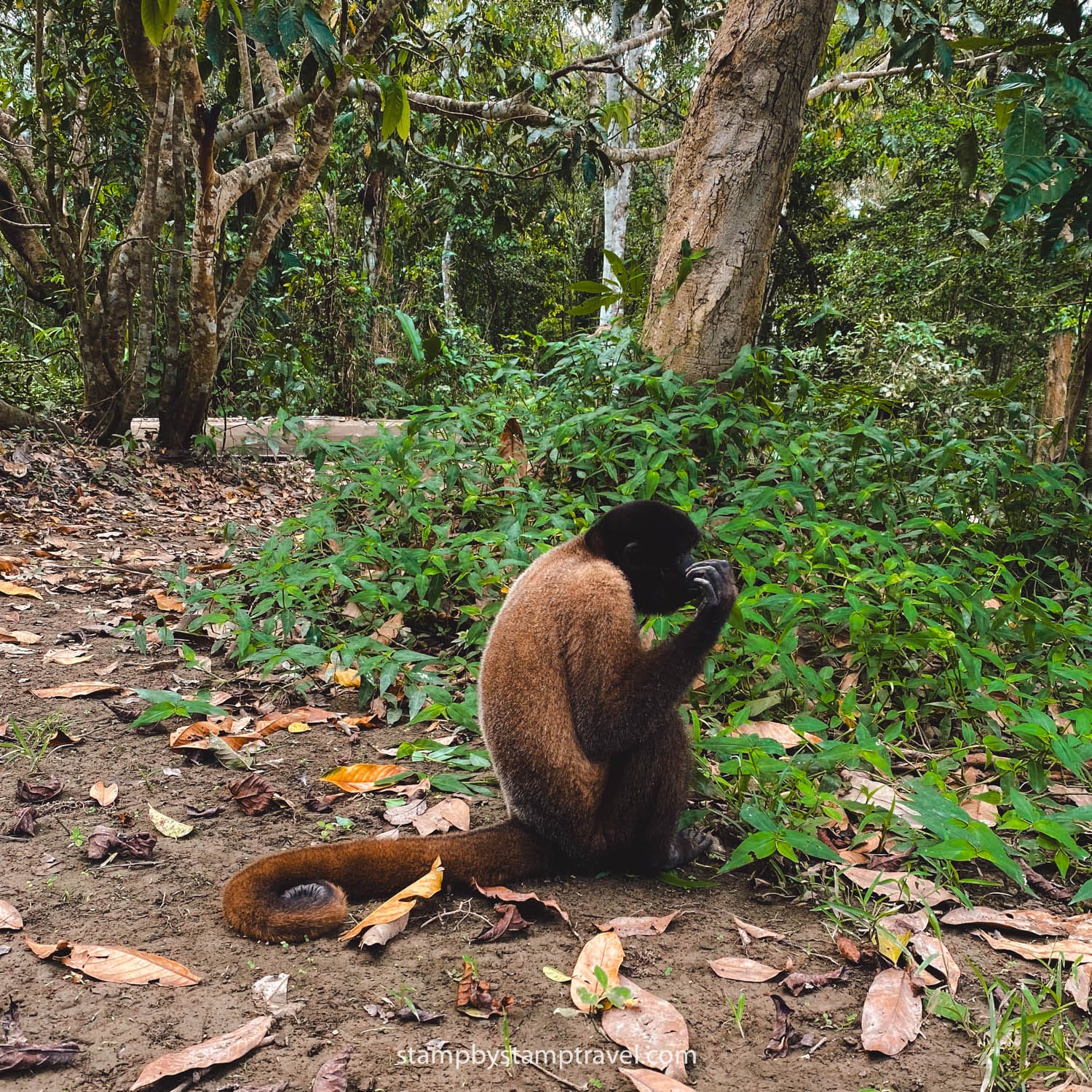 Amazonas en Perú: visita la Selva Peruana en Iquitos